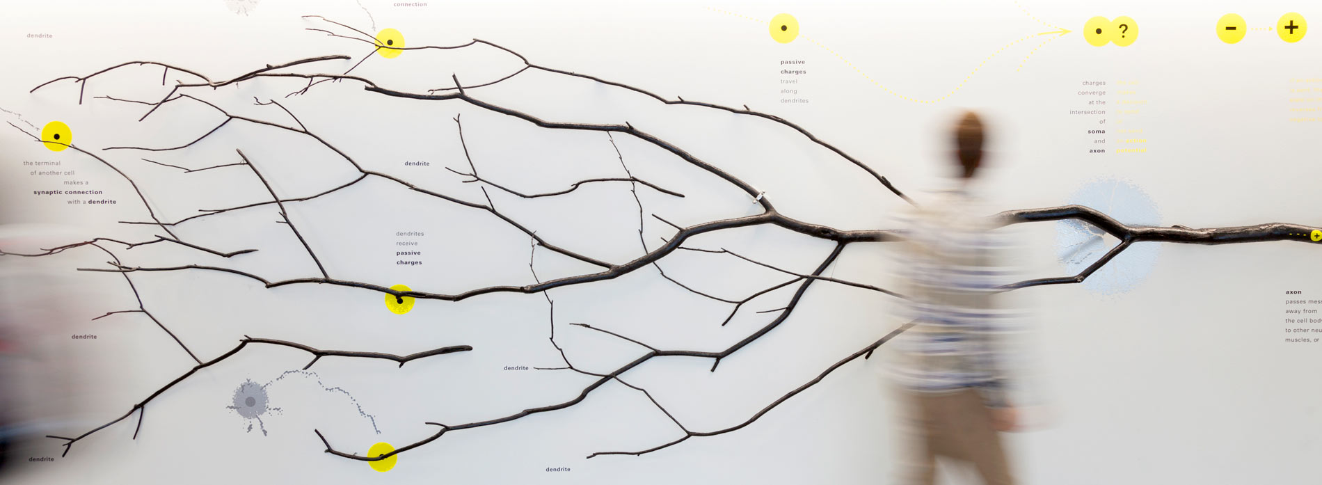 Integrative Neuroscience program - Integrative Neuroscience ...