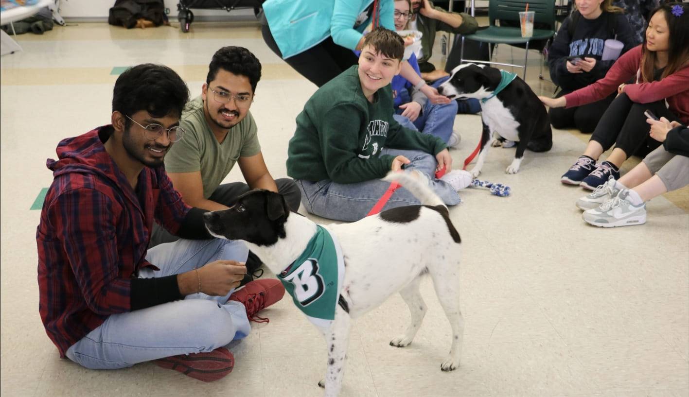 Pet Away Worry and Stress (PAWS) | B-Healthy | Binghamton University