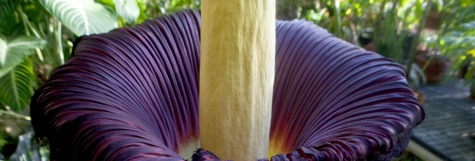 Titan Arum | Greenhouse | Binghamton University