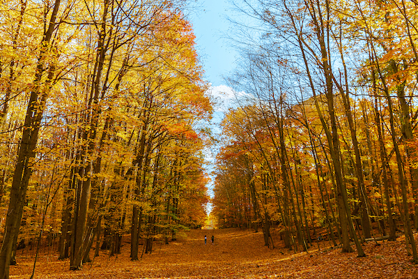 8 Fun Things to Do This Fall in Binghamton - Binghamton News