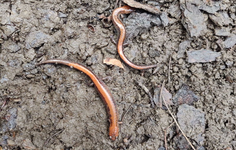Red Shift: Study Gauges Salamander Sprint Speed | Mirage News