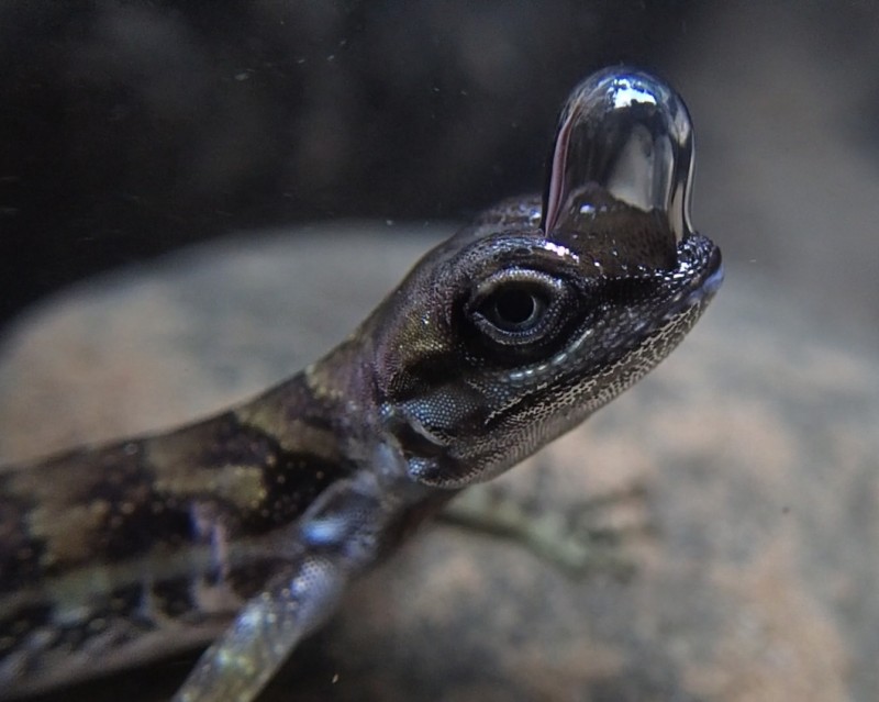 ‘Scuba-diving’ lizards use bubble to breathe underwater and avoid ...