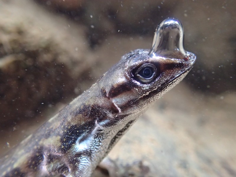 “Scuba-diving” lizard can stay underwater for 16 minutes - Binghamton News