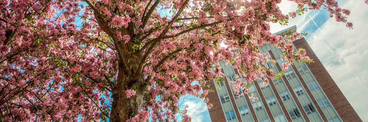 Office of the Vice President staff | Student Affairs | Binghamton ...